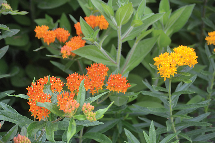 POLLINATOR’S PARADISE – SbS Gardening